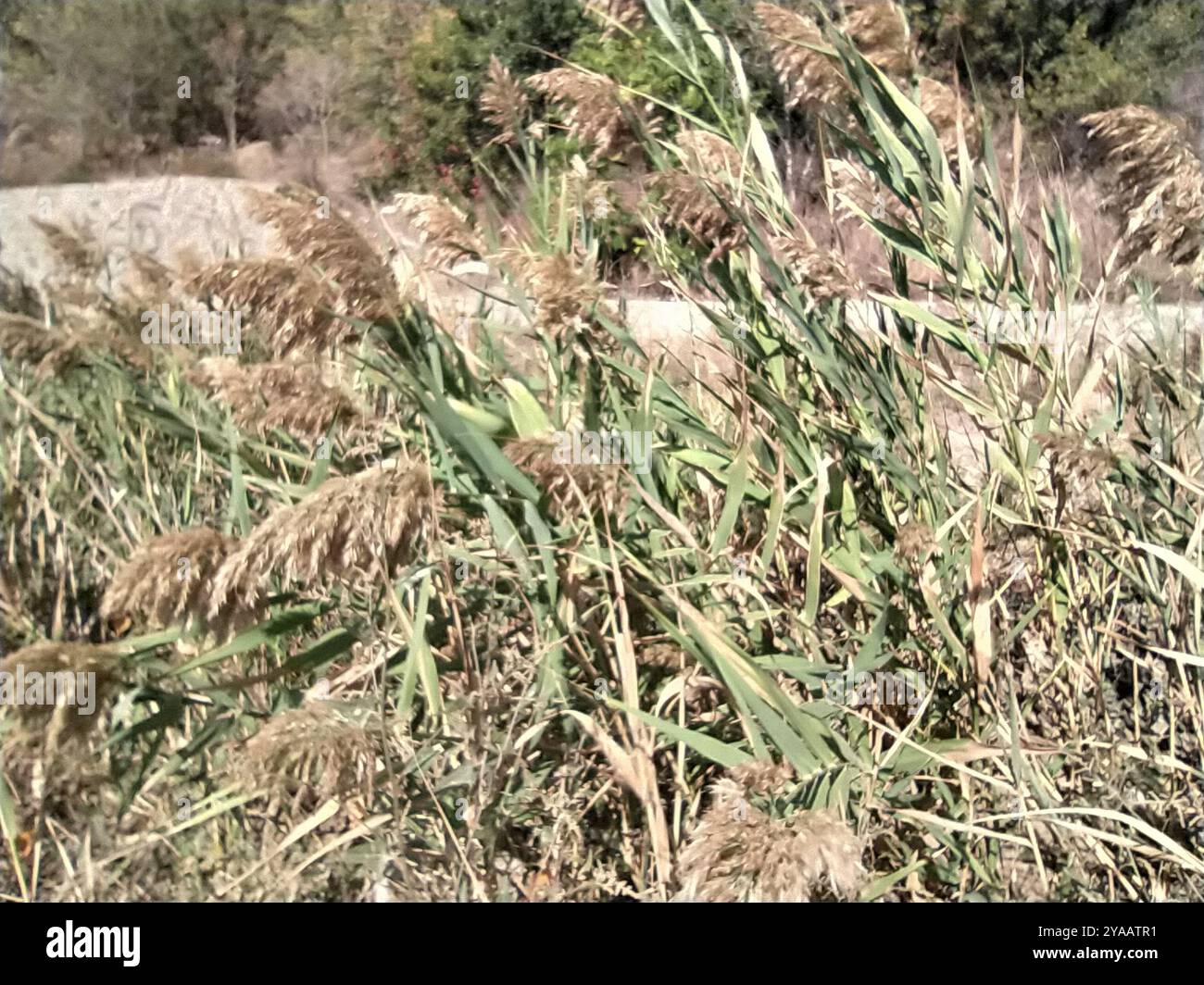 common reed (Phragmites australis) Plantae Stock Photo - Alamy