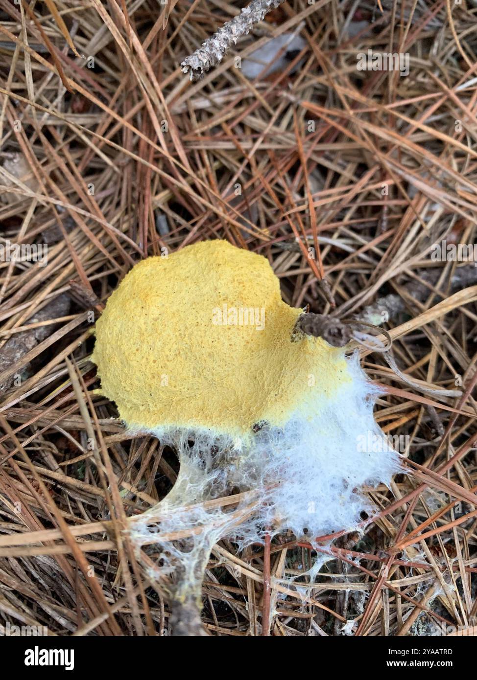 Dog Vomit Slime Mold (Fuligo septica) Protozoa Stock Photo - Alamy