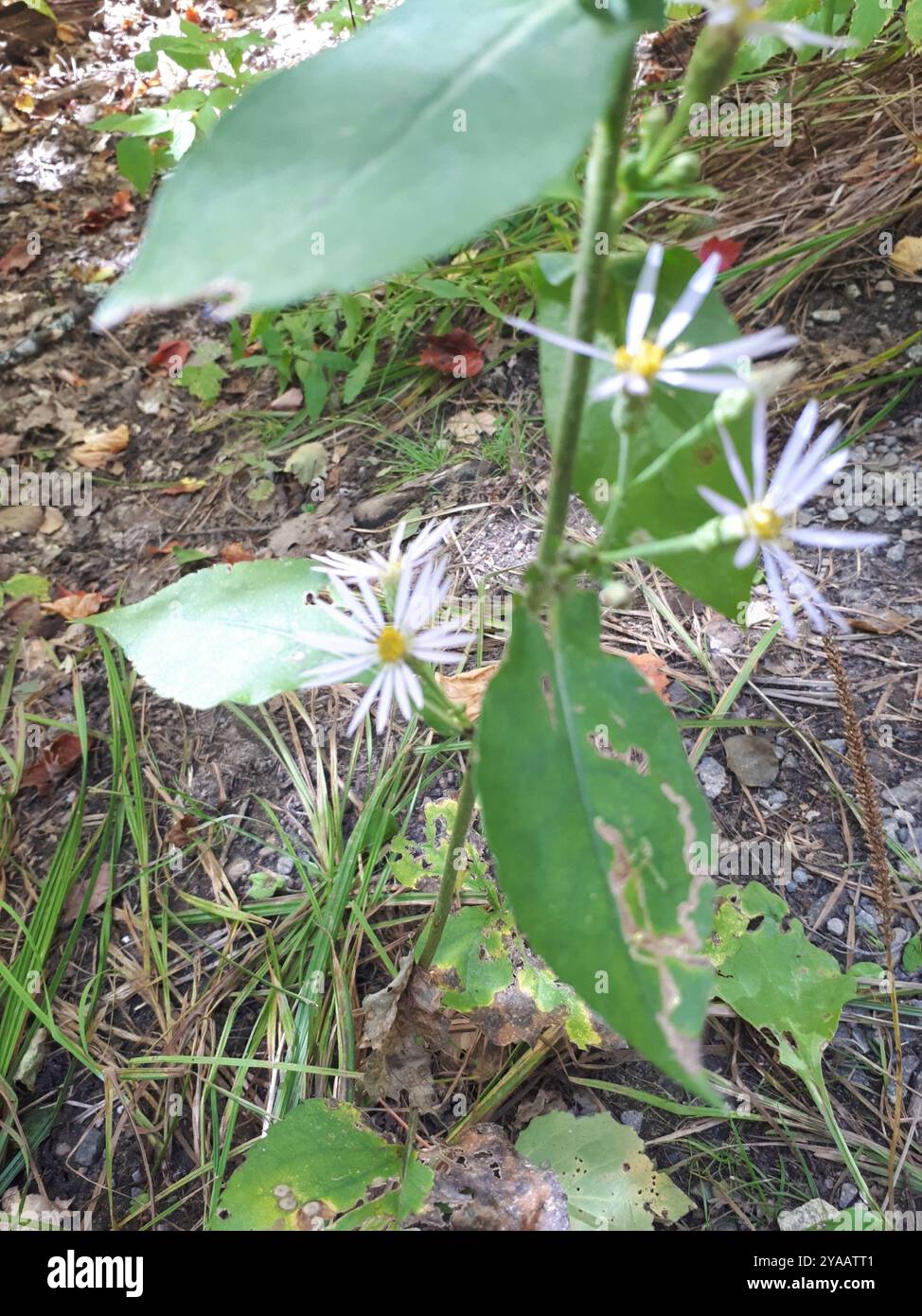 large-leaved aster (Eurybia macrophylla) Plantae Stock Photo - Alamy