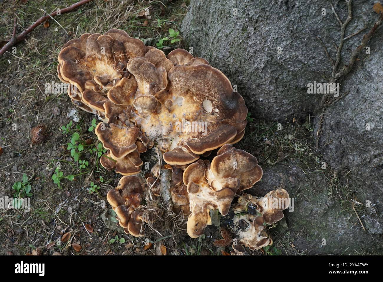 Giant Polypore (Meripilus giganteus) Fungi Stock Photo - Alamy