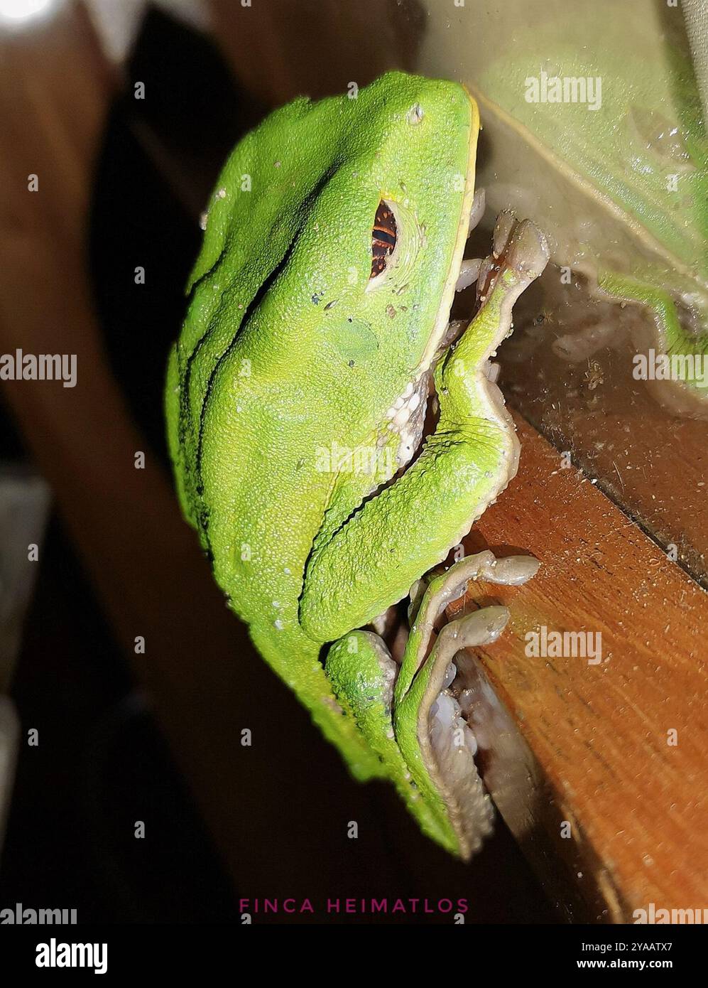 Tarsier Leaf Frog (Phyllomedusa tarsius) Amphibia Stock Photo - Alamy