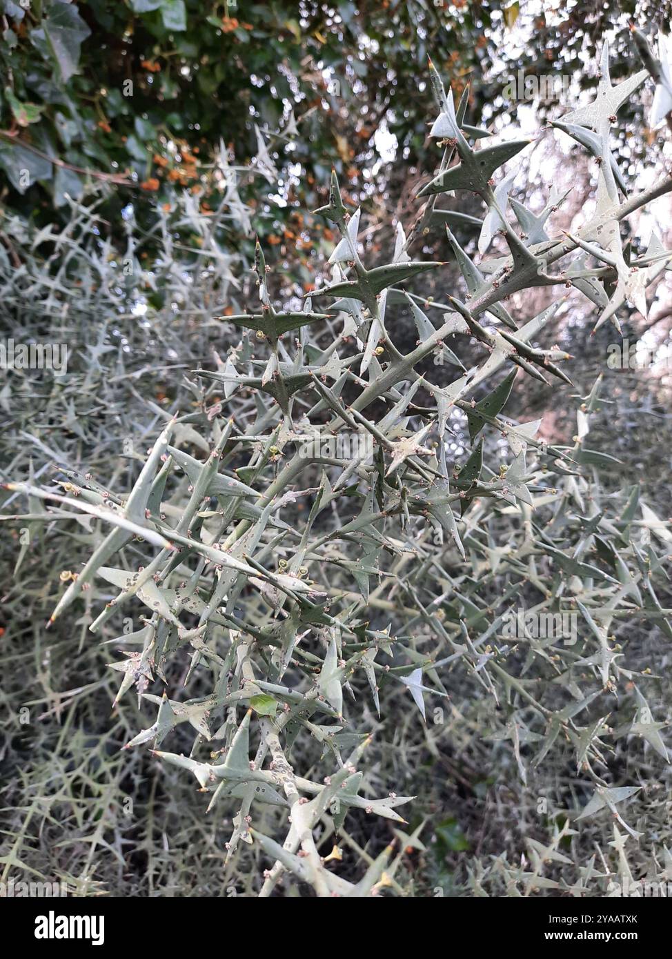 Anchor plant (Colletia paradoxa) Plantae Stock Photo - Alamy