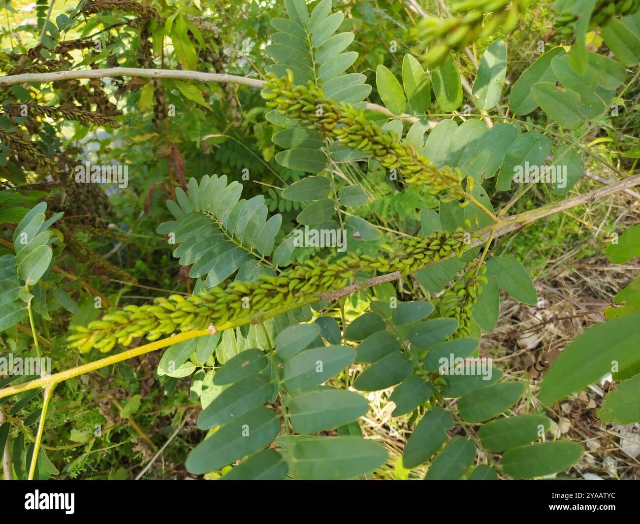 false indigo bush (Amorpha fruticosa) Plantae Stock Photo - Alamy