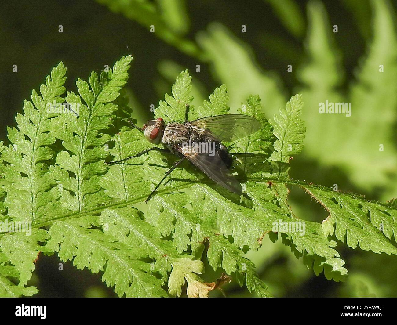Bot Flies, Blow Flies, and Allies (Oestroidea) Insecta Stock Photo - Alamy