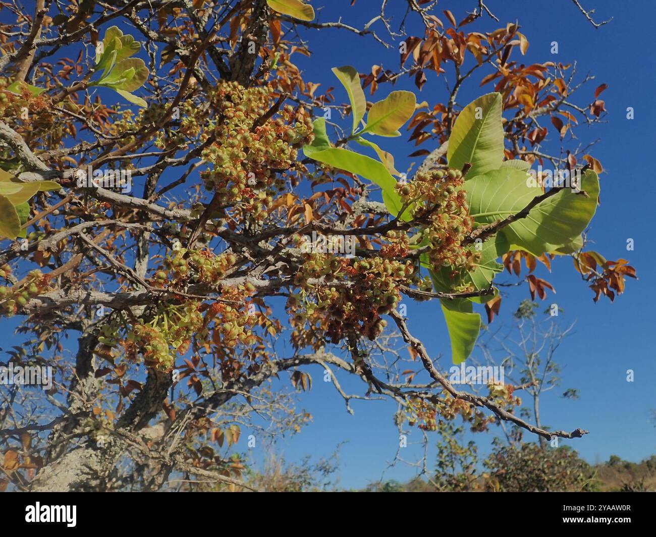 Sandpaper tree (Curatella americana) Plantae Stock Photo - Alamy