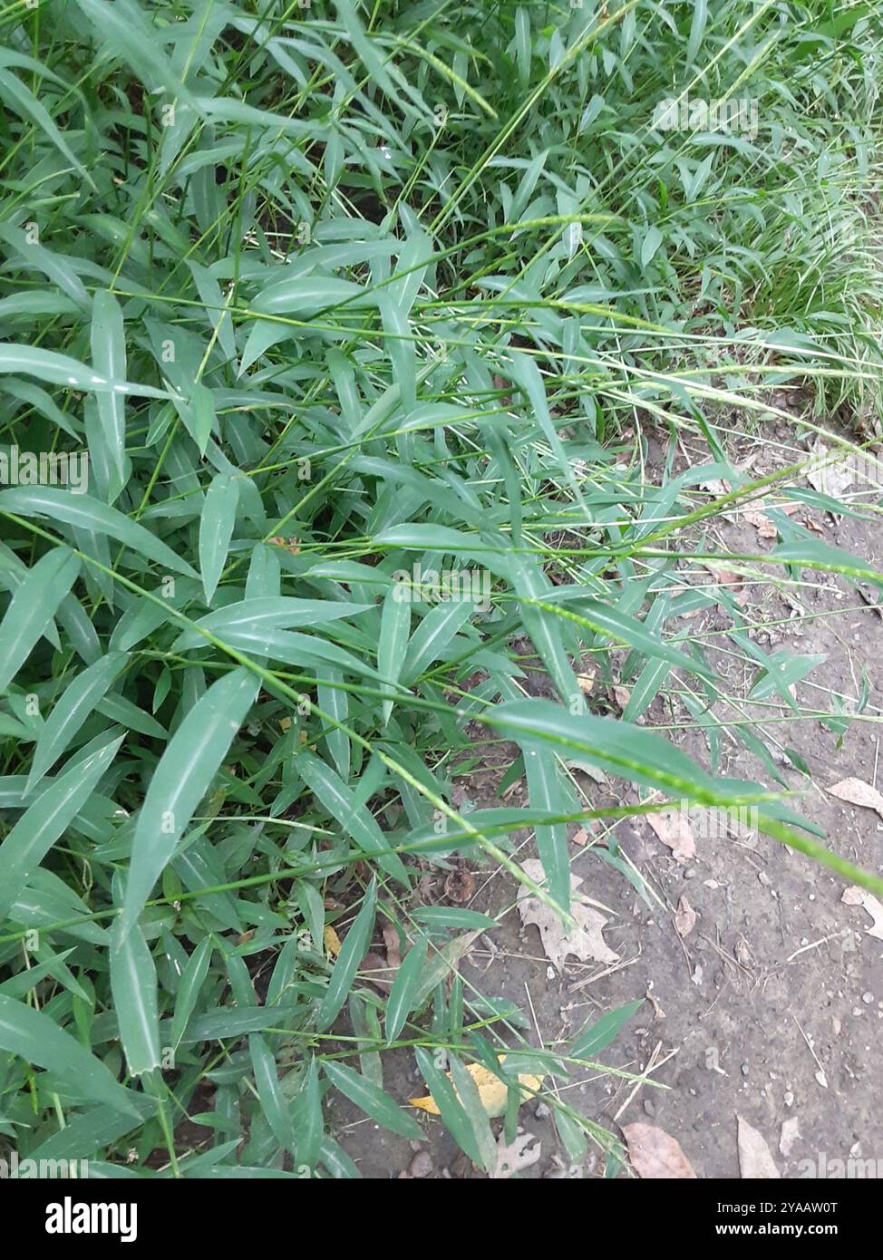 Japanese stiltgrass (Microstegium vimineum) Plantae Stock Photo - Alamy