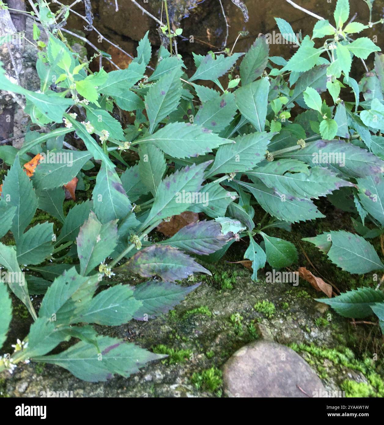 sweet bugleweed (Lycopus virginicus) Plantae Stock Photo - Alamy