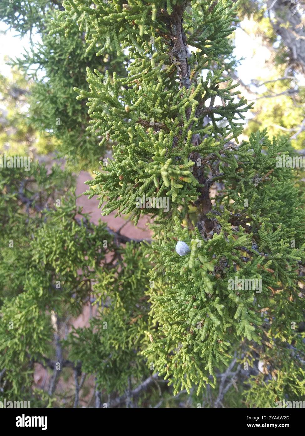 Utah Juniper (Juniperus osteosperma) Plantae Stock Photo - Alamy