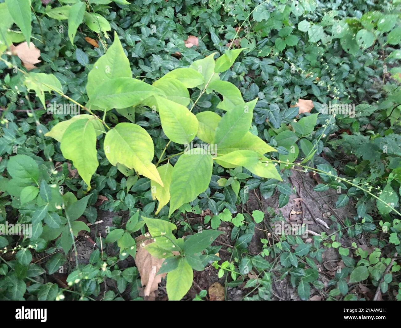 American jumpseed (Persicaria virginiana) Plantae Stock Photo - Alamy