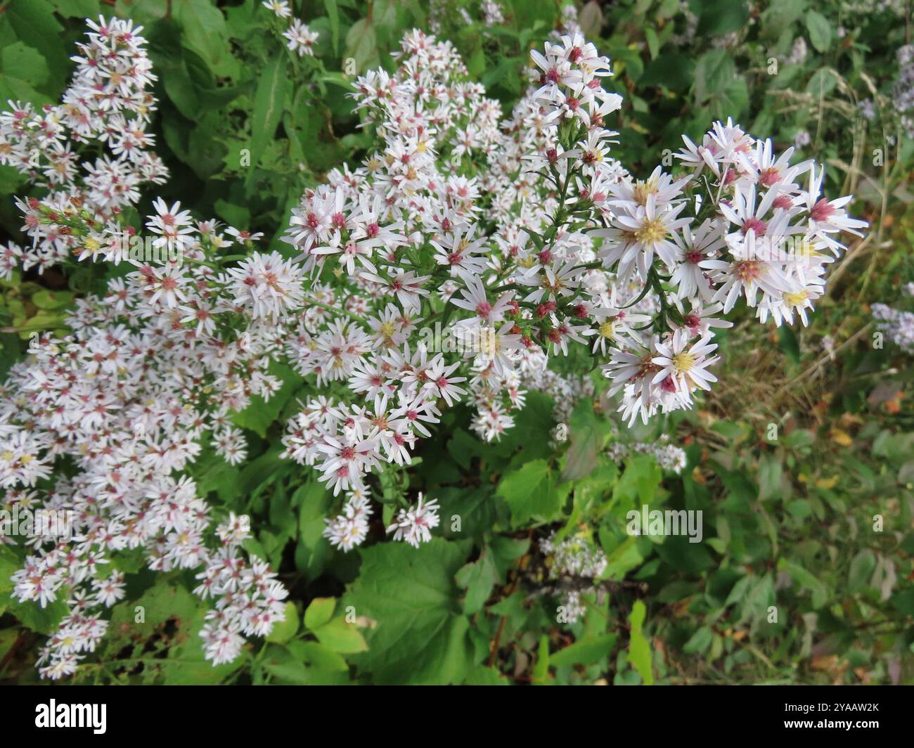 Common Blue Wood Aster (Symphyotrichum cordifolium) Plantae Stock Photo ...
