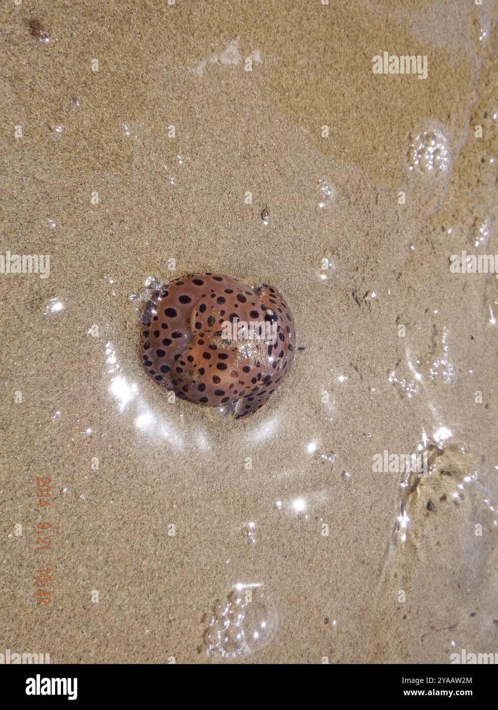 Euselenops luniceps hi-res stock photography and images - Alamy