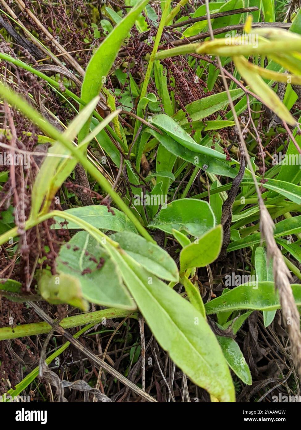 Lance-leaved Coreopsis (Coreopsis lanceolata) Plantae Stock Photo - Alamy