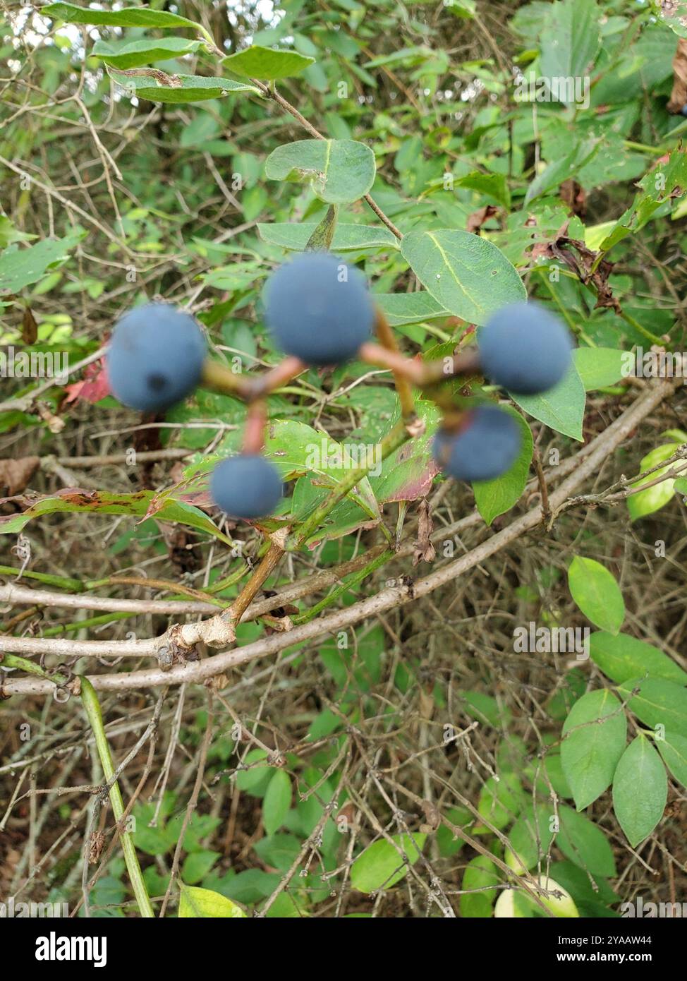 Northern highbush blueberry (Vaccinium corymbosum) Plantae Stock Photo ...