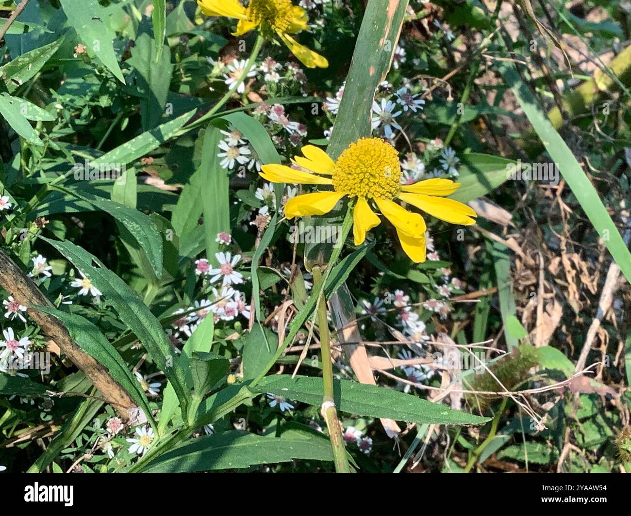 common sneezeweed (Helenium autumnale) Plantae Stock Photo - Alamy