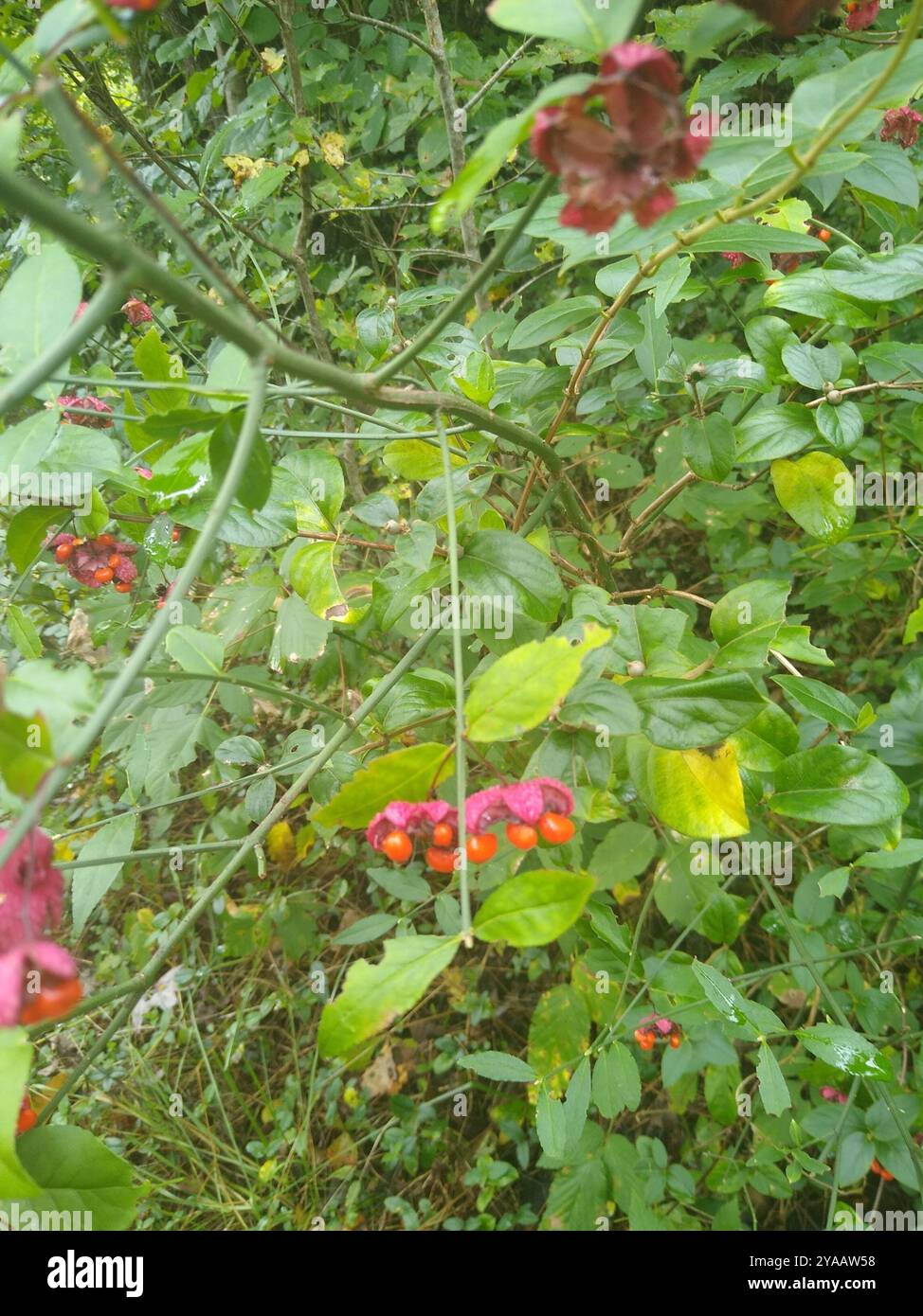 strawberry bush (Euonymus americanus) Plantae Stock Photo - Alamy