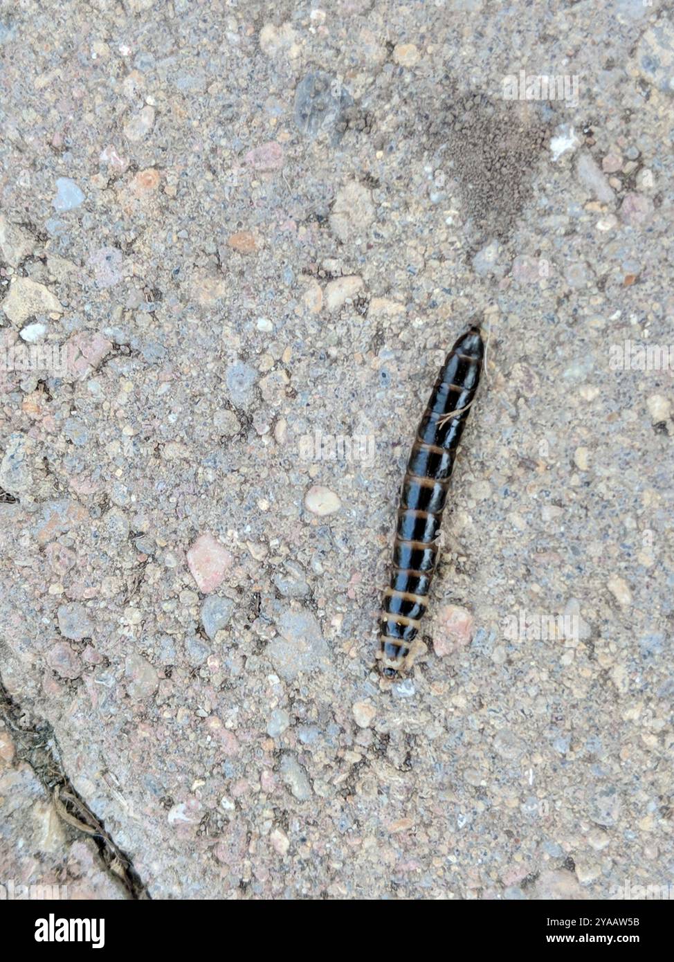 Glowworm Beetles (Phengodidae) Insecta Stock Photo - Alamy