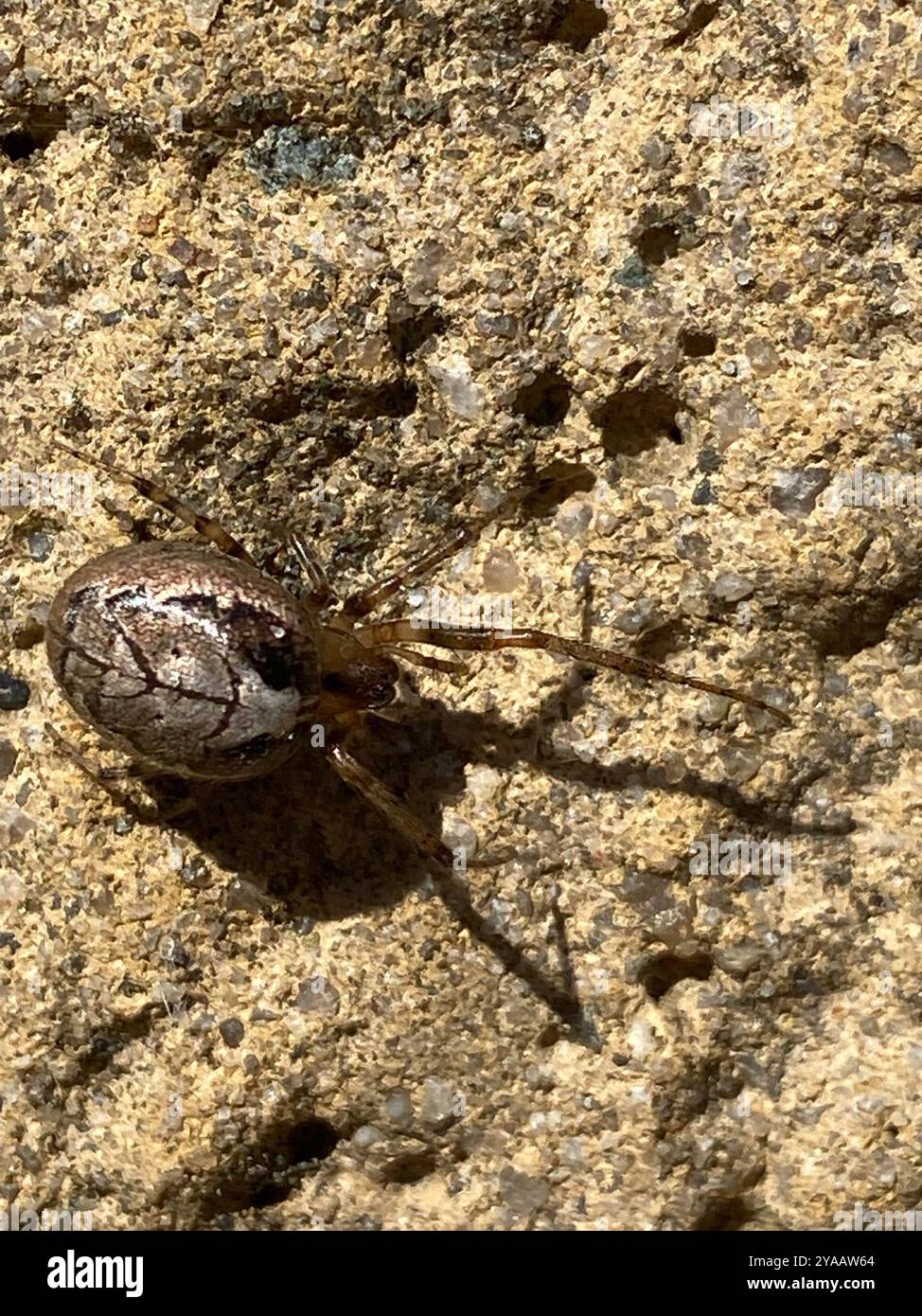 Silver-sided Sector Spider (Zygiella x-notata) Arachnida Stock Photo ...