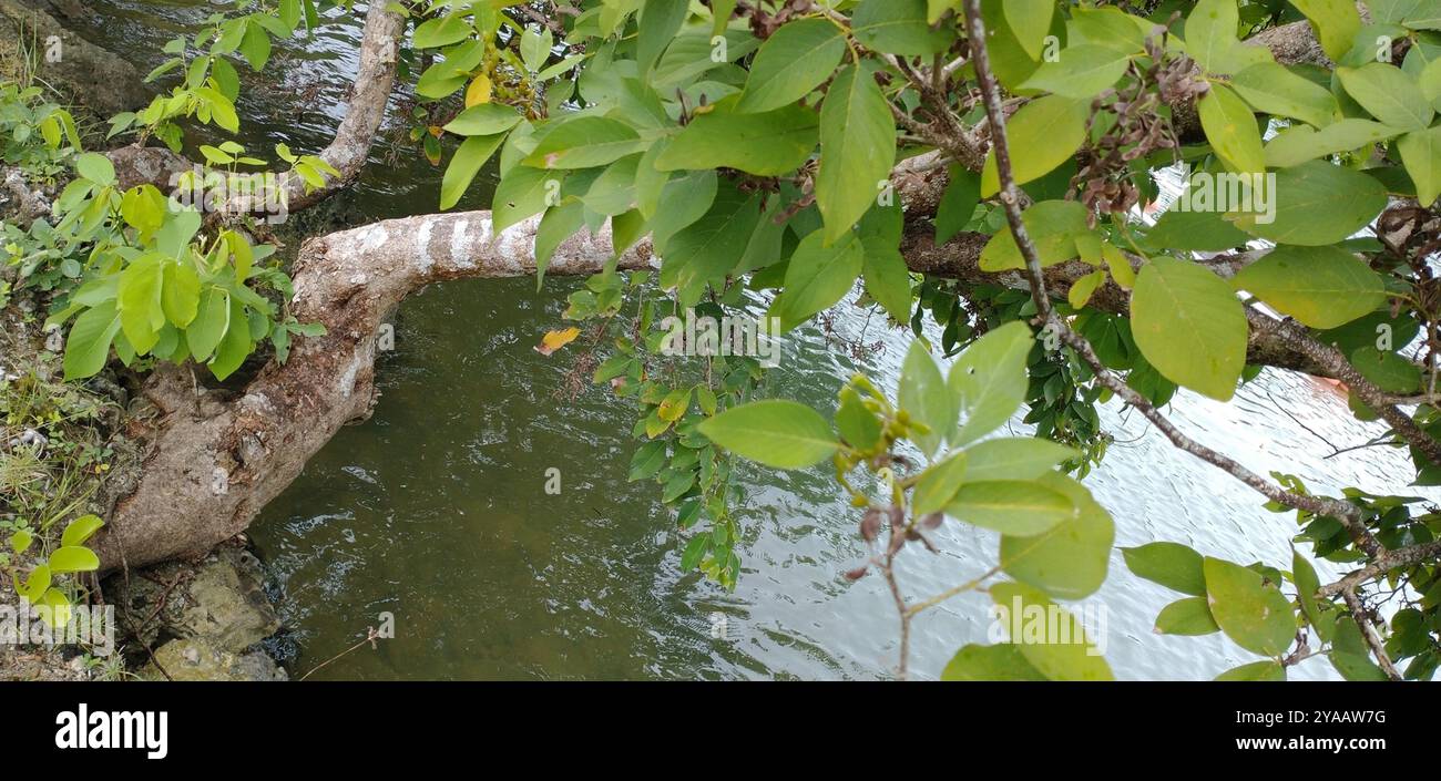 Horse Bush (Dendrolobium umbellatum) Plantae Stock Photo - Alamy