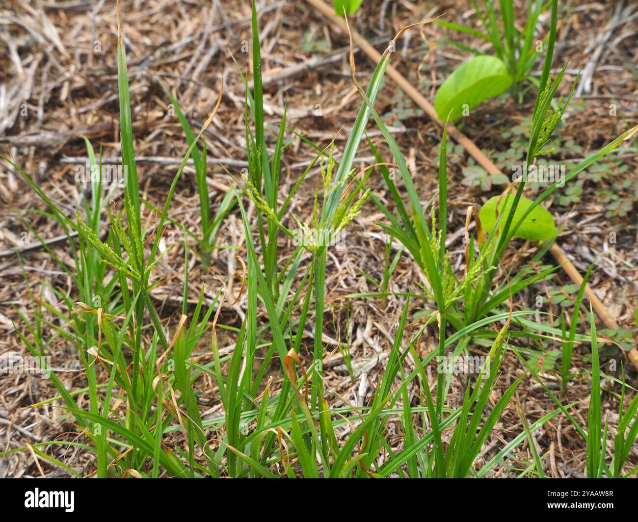 Rice flat-sedge (Cyperus iria) Plantae Stock Photo - Alamy