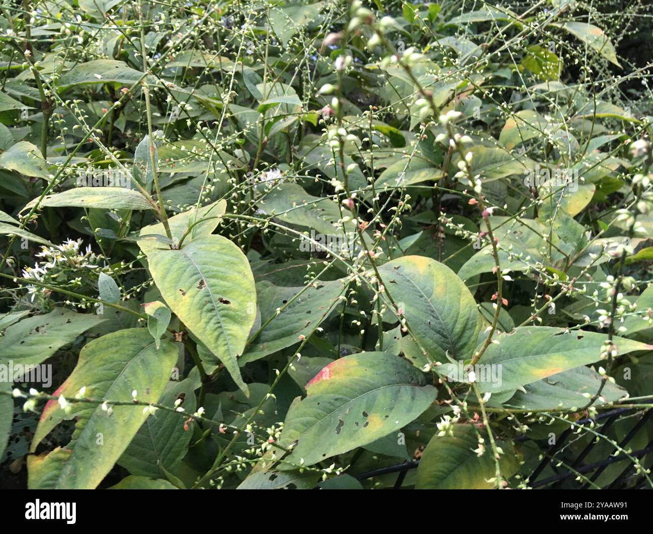 American jumpseed (Persicaria virginiana) Plantae Stock Photo - Alamy