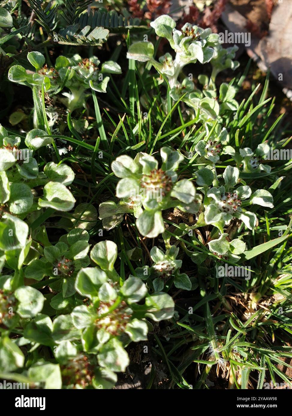 Spoon Leaved Cudweed (Stuartina muelleri) Plantae Stock Photo - Alamy