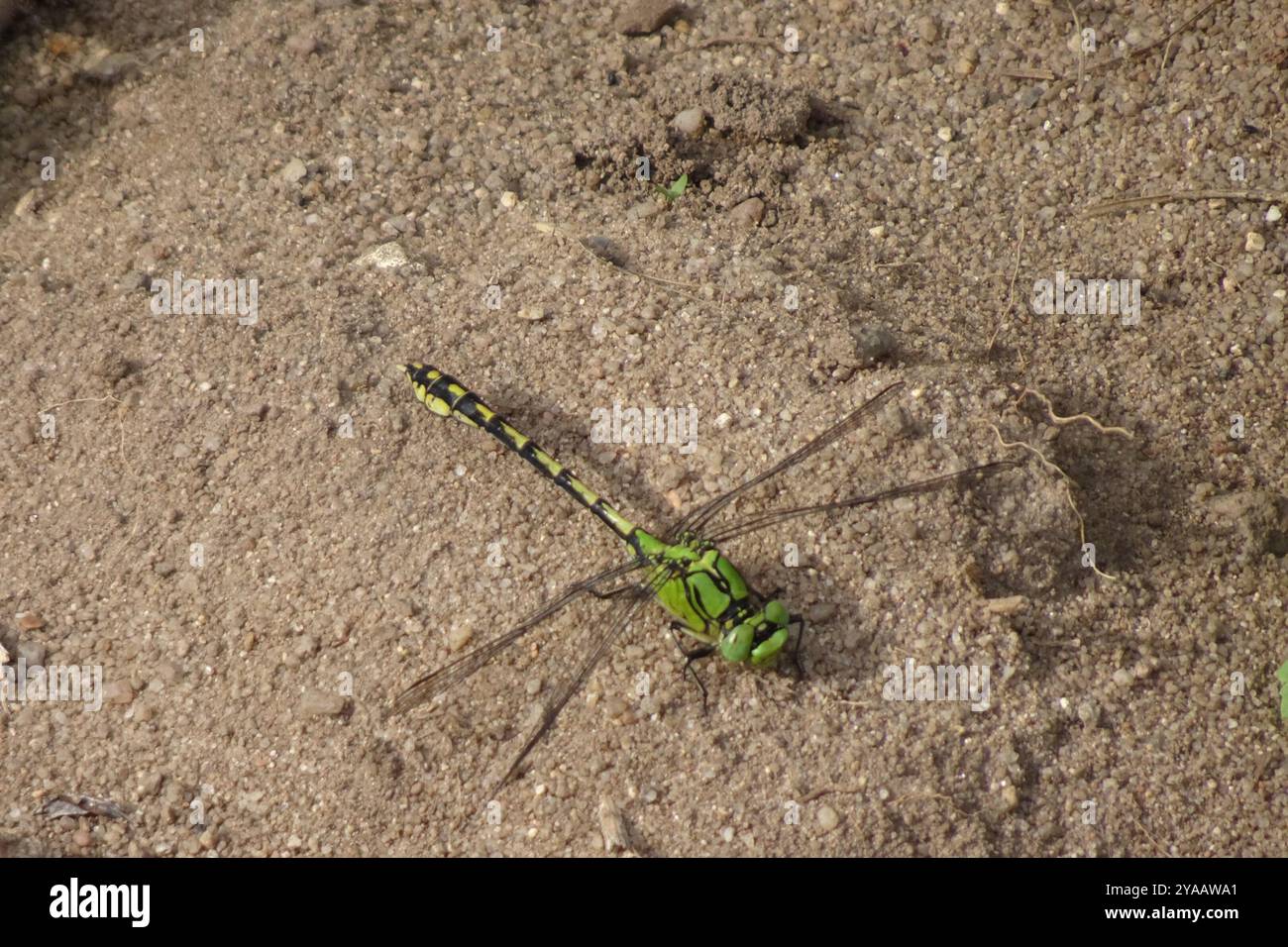 Cecilia ophiogomphus hi-res stock photography and images - Alamy