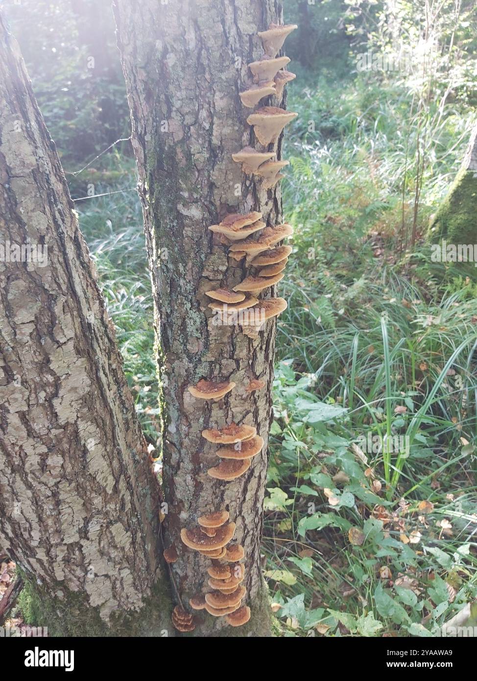 Alder Bracket (Mensularia radiata) Fungi Stock Photo - Alamy