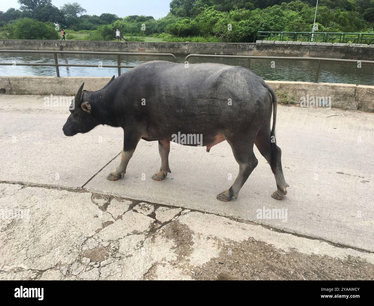 Domestic Water Buffalo (Bubalus bubalis) Mammalia Stock Photo - Alamy