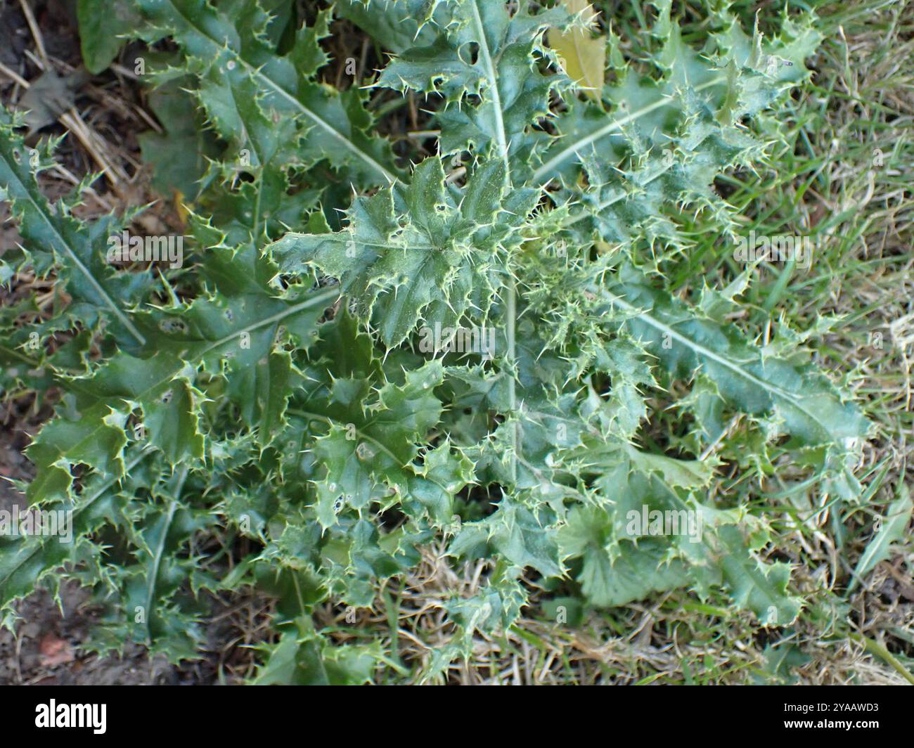 creeping thistle (Cirsium arvense) Plantae Stock Photo - Alamy