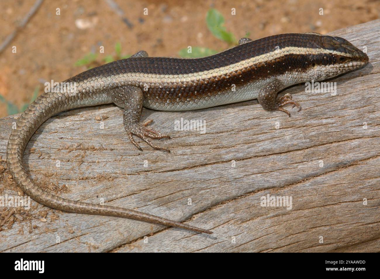 African Striped Skink (Trachylepis striata) Reptilia Stock Photo - Alamy