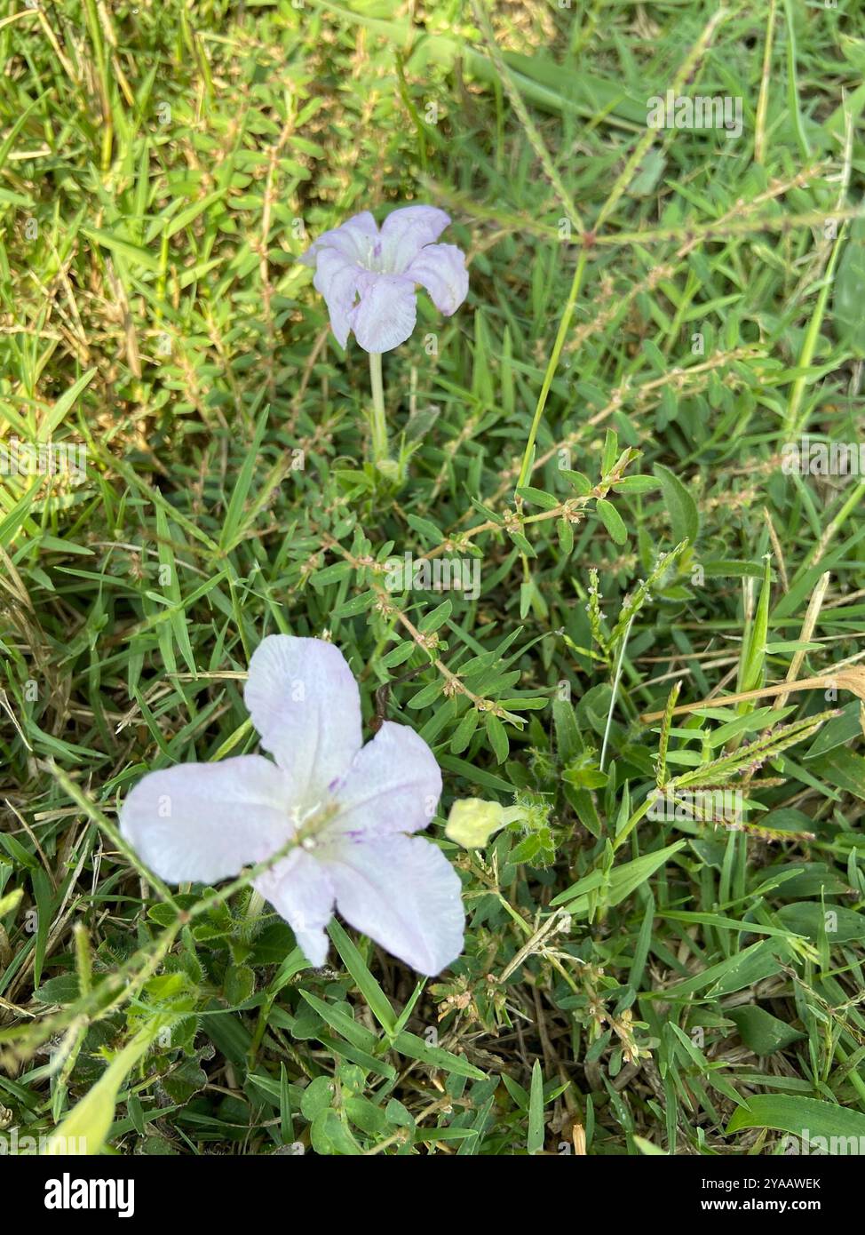 hairy ruellia (Ruellia humilis) Plantae Stock Photo - Alamy
