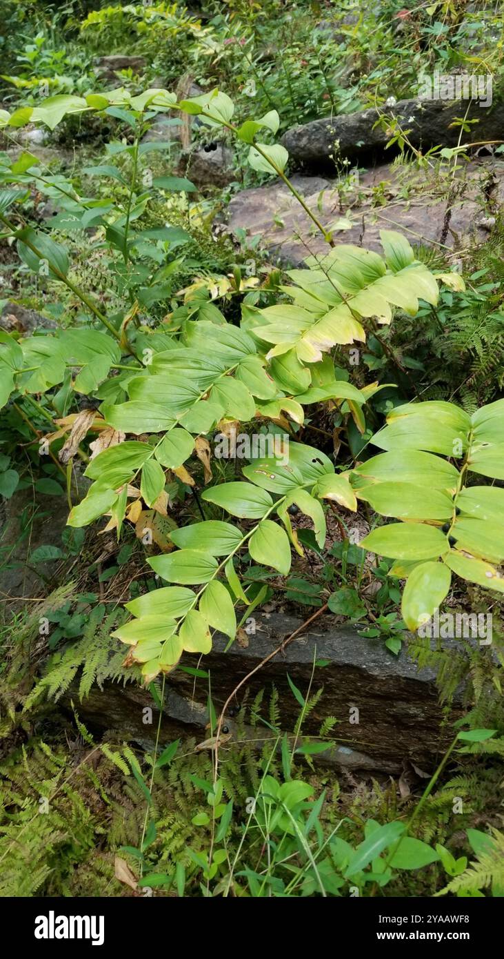 giant Solomon's seal (Polygonatum biflorum commutatum) Plantae Stock ...