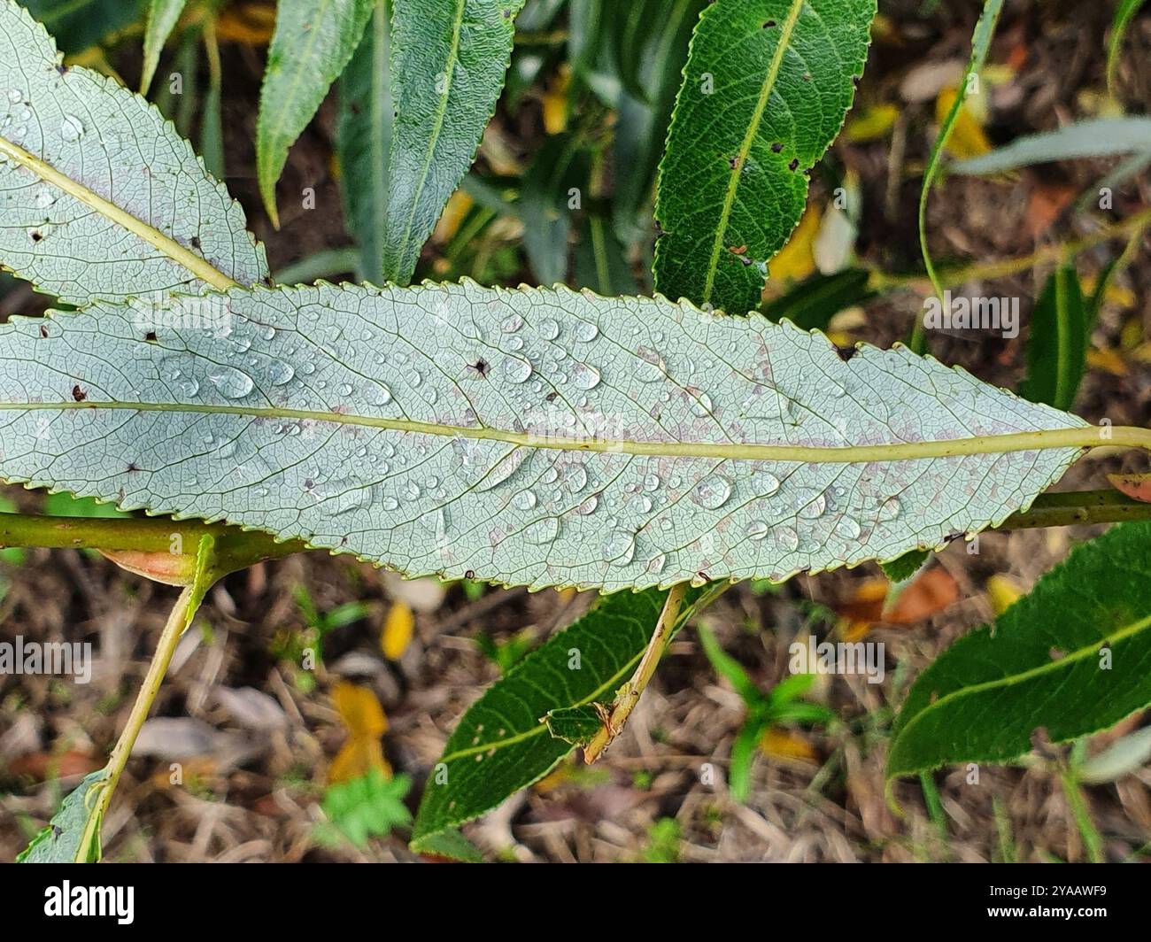hybrid crack willow (Salix × fragilis) Plantae Stock Photo - Alamy
