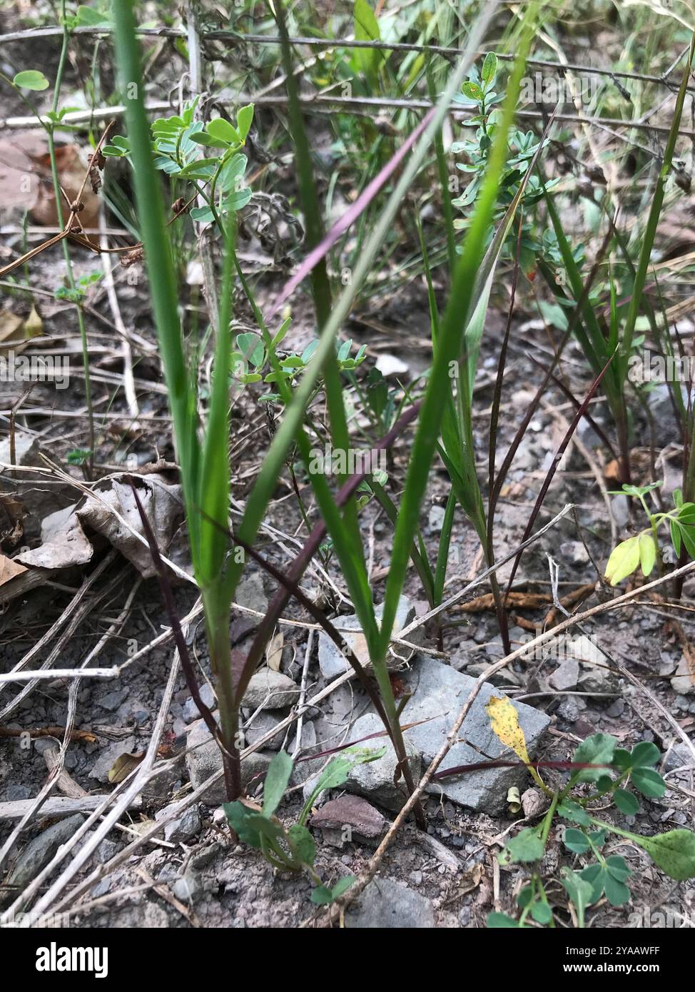 grasses, sedges, cattails, and allies (Poales) Plantae Stock Photo - Alamy