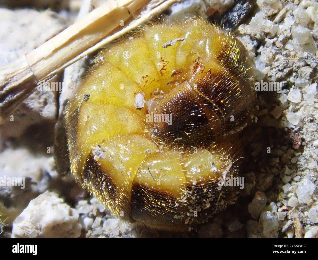 Phengodidae hi-res stock photography and images - Alamy