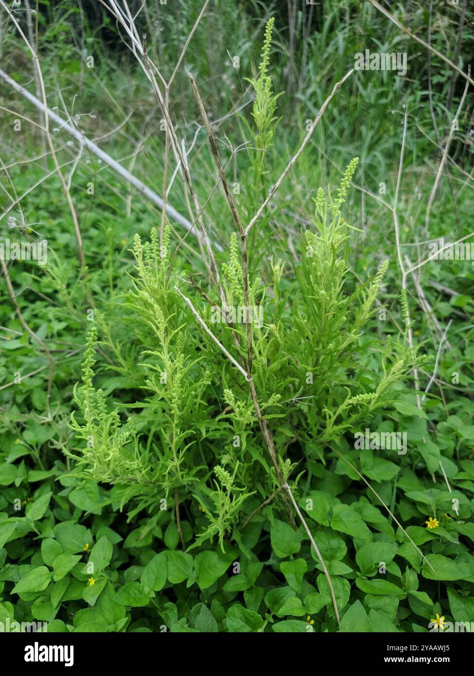 western ragweed (Ambrosia psilostachya) Plantae Stock Photo - Alamy