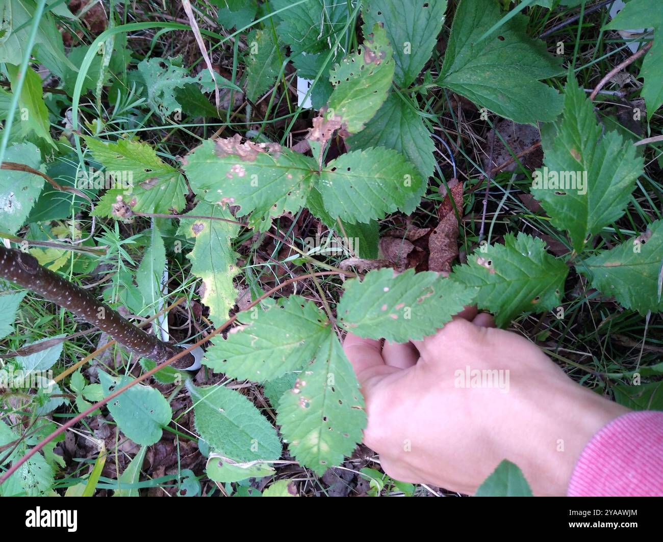 dwarf raspberry (Rubus pubescens) Plantae Stock Photo - Alamy