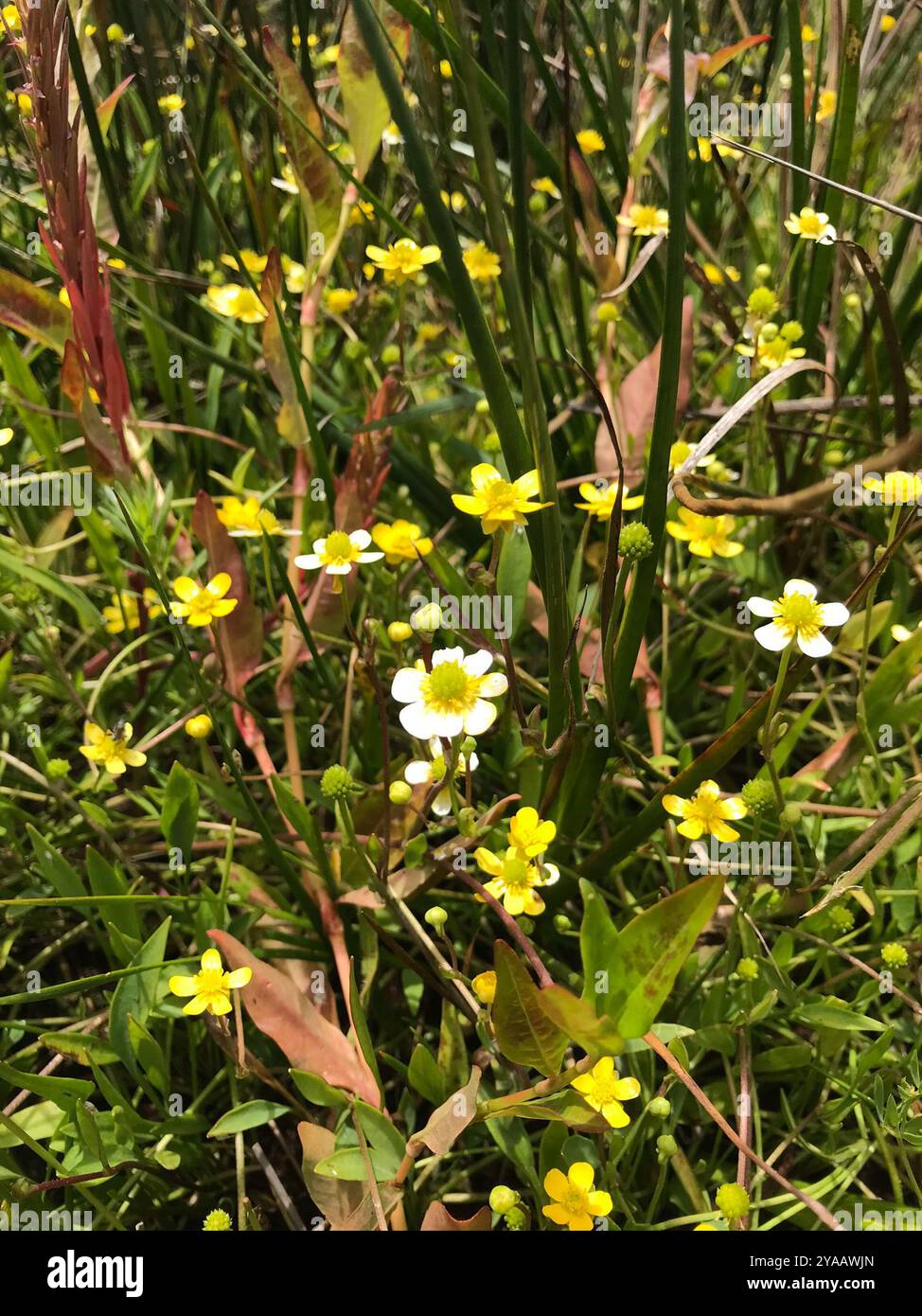 Lesser Spearwort (Ranunculus flammula) Plantae Stock Photo - Alamy