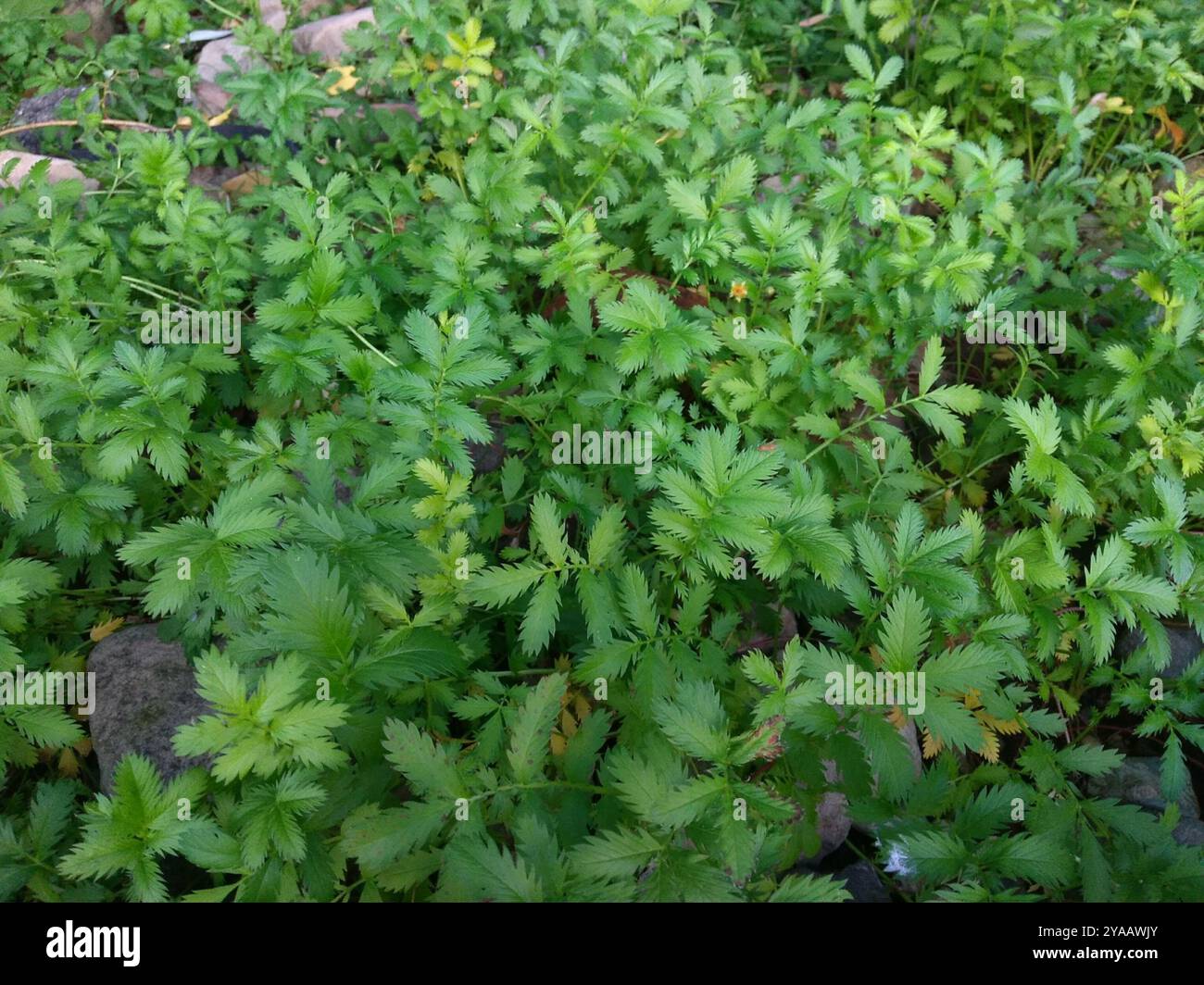common silverweed (Argentina anserina) Plantae Stock Photo - Alamy