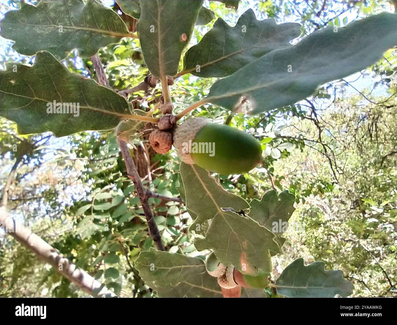 downy oak (Quercus pubescens) Plantae Stock Photo - Alamy