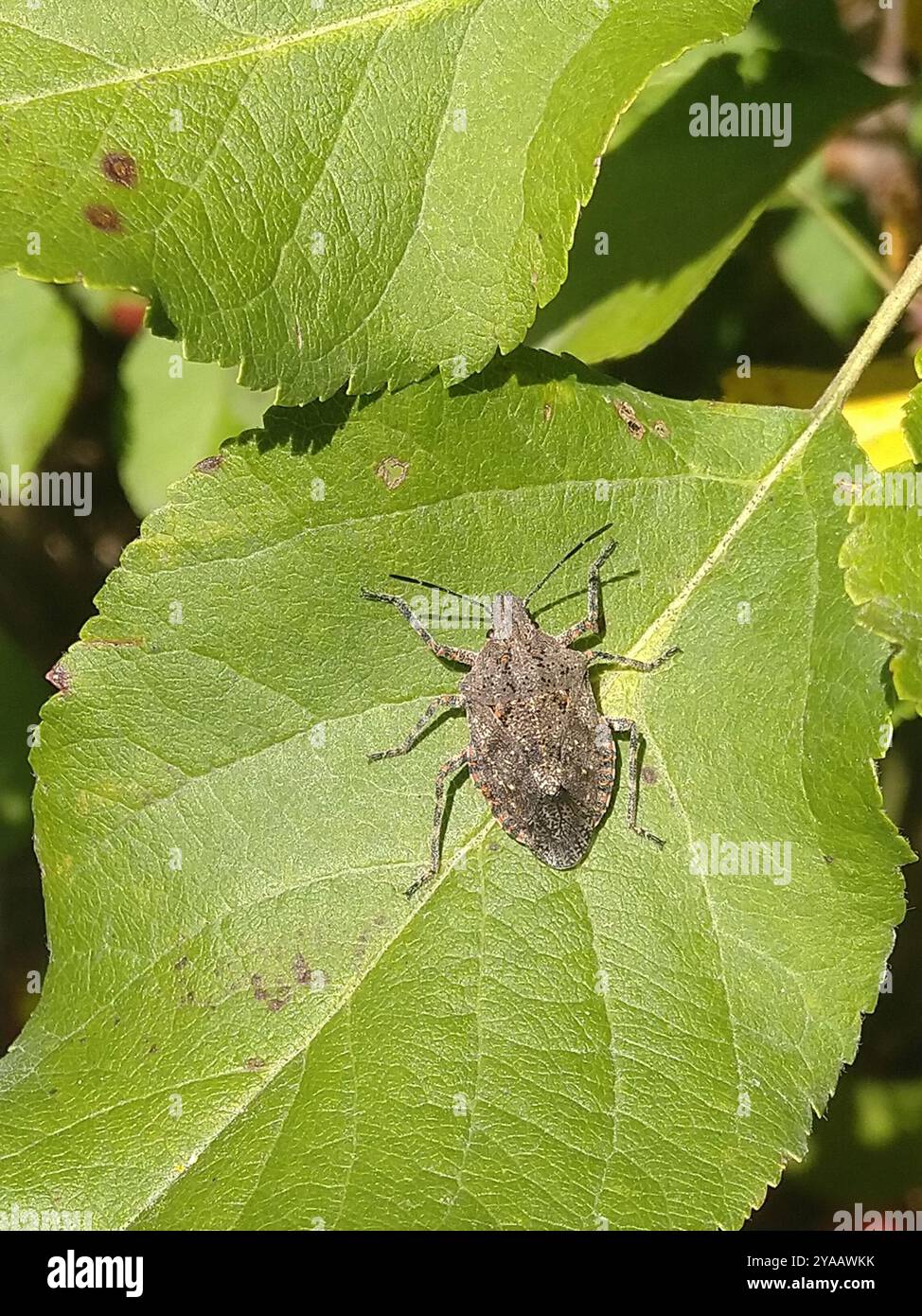 Rough Stink Bugs (Brochymena) Insecta Stock Photo - Alamy