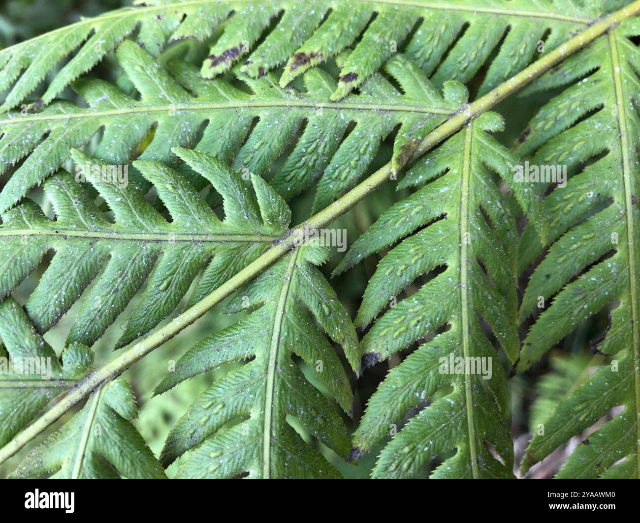 giant chain fern (Woodwardia fimbriata) Plantae Stock Photo - Alamy