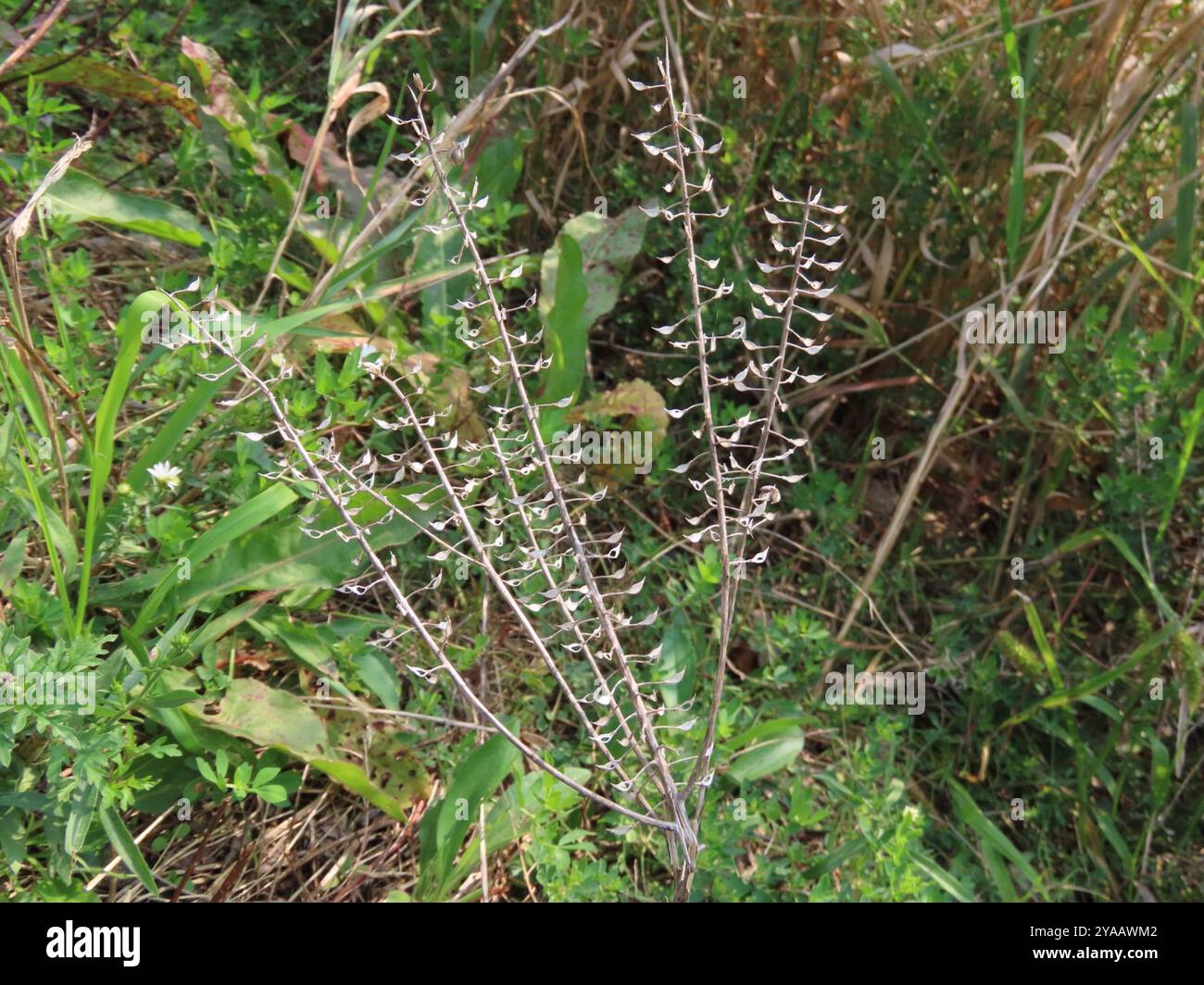 field peppergrass (Lepidium campestre) Plantae Stock Photo - Alamy
