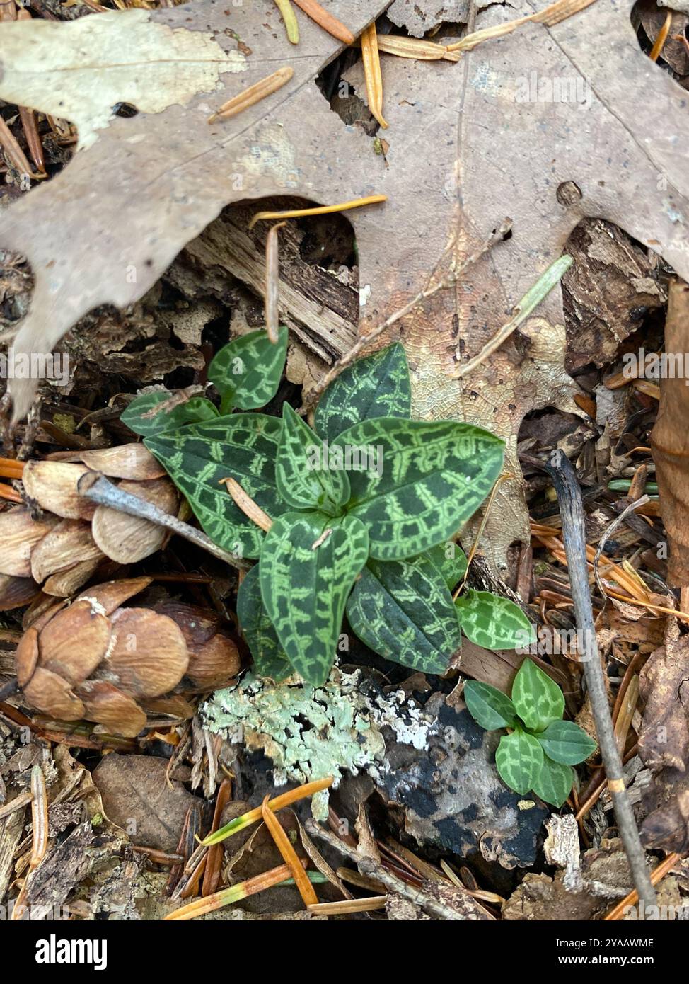 lesser rattlesnake plantain (Goodyera repens) Plantae Stock Photo - Alamy