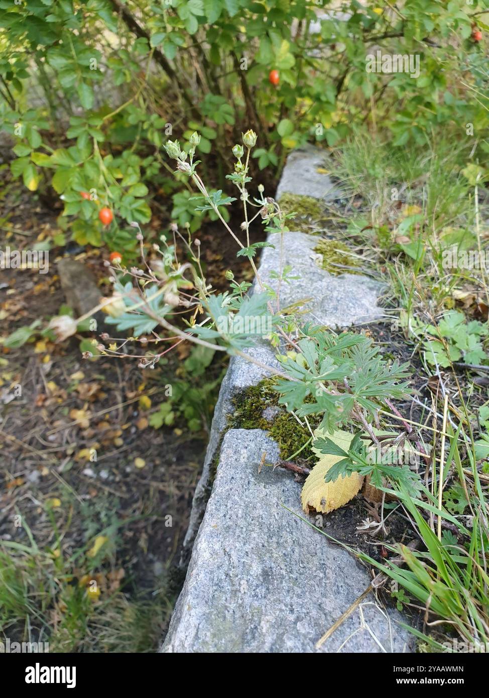 Silvery Cinquefoil (Potentilla argentea) Plantae Stock Photo - Alamy