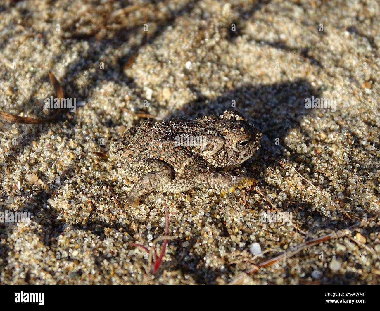 Fowler's Toad (Anaxyrus fowleri) Amphibia Stock Photo - Alamy