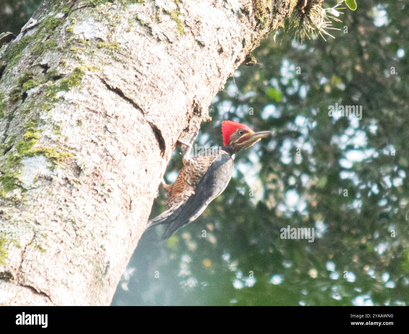 Lineated Woodpecker (Dryocopus lineatus) Aves Stock Photo - Alamy