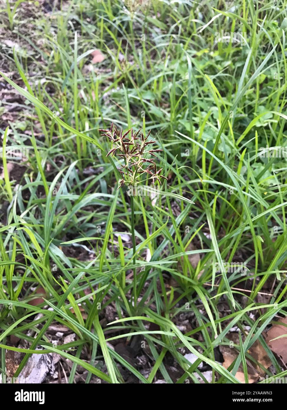 Purple nutsedge (Cyperus rotundus) Plantae Stock Photo - Alamy