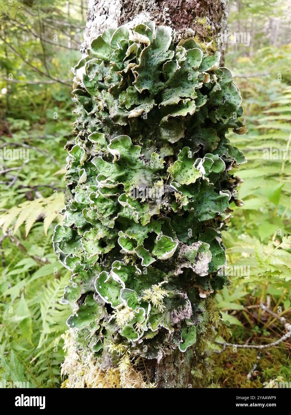 freckled pelt lichen (Peltigera aphthosa) Fungi Stock Photo - Alamy