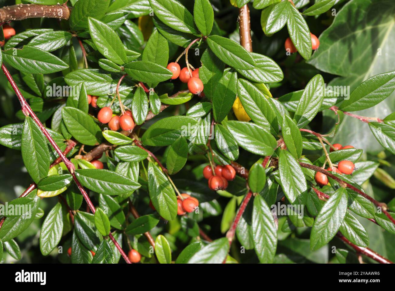 Willow-leaved Cotoneaster (Cotoneaster salicifolius) Plantae Stock Photo - Alamy